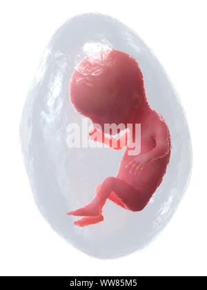 Human fetal development (week 14) computer artwork Stock Photo - Alamy
