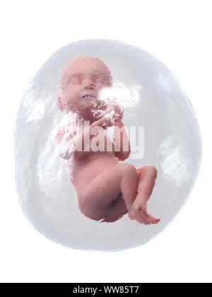 illustration of the fetal development - week 38 Stock Photo - Alamy