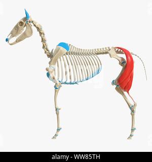 Horse biceps femoris muscle, illustration Stock Photo - Alamy