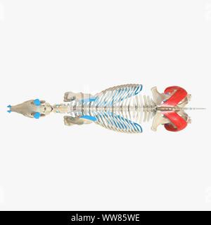 Horse biceps femoris muscle, illustration Stock Photo - Alamy