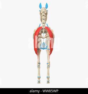 Horse biceps femoris muscle, illustration Stock Photo - Alamy