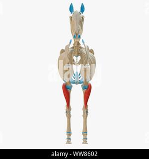 Horse extensor carpi radialis muscle, illustration Stock Photo - Alamy