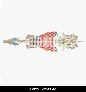 Horse intercostal externi muscle, illustration Stock Photo - Alamy