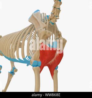 Horse pectoralis transversus muscle, illustration Stock Photo - Alamy