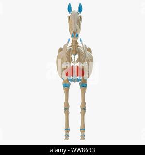 Horse pectoralis descendens muscle, illustration Stock Photo - Alamy