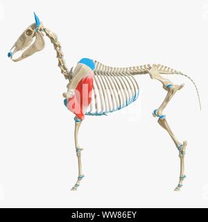 Horse triceps muscle, illustration Stock Photo - Alamy