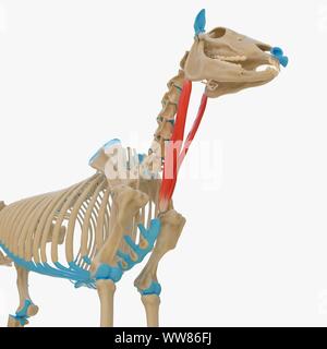 Horse sternocephalicus muscle, illustration Stock Photo - Alamy
