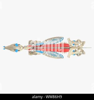 Horse spinalis muscle, illustration Stock Photo - Alamy