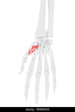 Illustration of the opponens pollicis muscle Stock Photo - Alamy