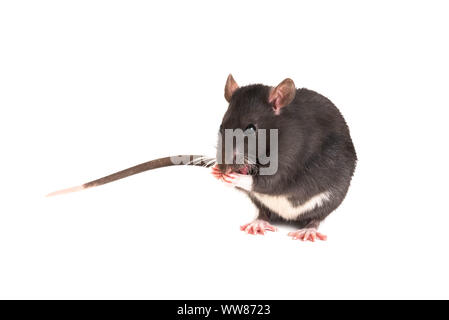 A gray rat, with a long mustache, washes itself Stock Photo - Alamy