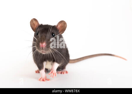 A gray rat, with a long mustache, looks directly into the frame Stock ...