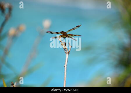 dragonfly closeup in new jersey Stock Photo - Alamy
