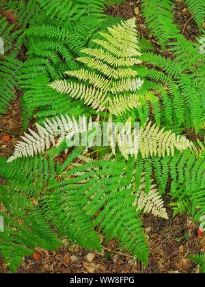Red and green fern fronds native to Colombia Stock Photo - Alamy
