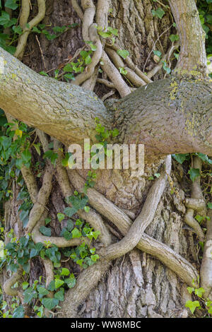 Branch fork entwined on the tree by ivy Stock Photo - Alamy
