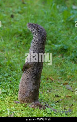 Otter, lutra lutra, stands Stock Photo - Alamy