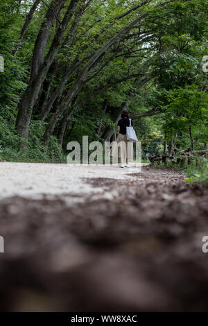 Natural landscape scenics around Nami Island in Seoul South Korea Asia ...
