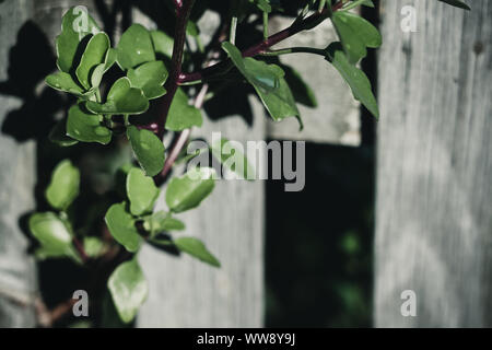 Ivy plant on wooden fence in vintage style Stock Photo - Alamy