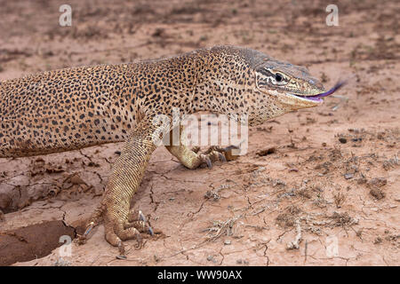 The Argus monitor or Yellow-spotted monitor lizard (Varanus panoptes ...