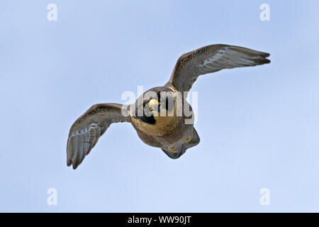 Australian Peregrine falcon in flight Stock Photo - Alamy