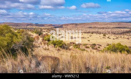Great Karoo landscape with flat-topped dolerite koppies or mountains ...