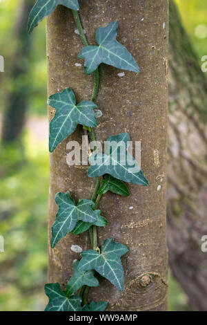 English Ivy, Hedera Helix, growing on trees in a woodland in england ...