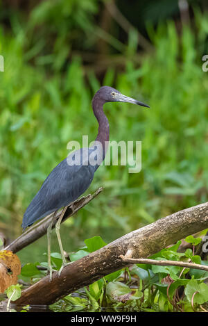 Portrait of a little blue heron standing on a rock in the water while ...