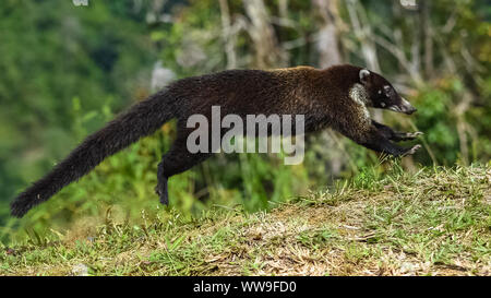 A coati running in the mountains, in Costa Rica Stock Photo - Alamy