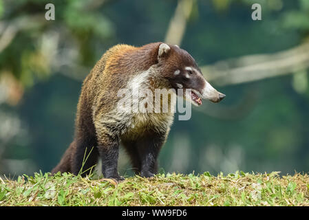 A coati running in the mountains, in Costa Rica Stock Photo - Alamy