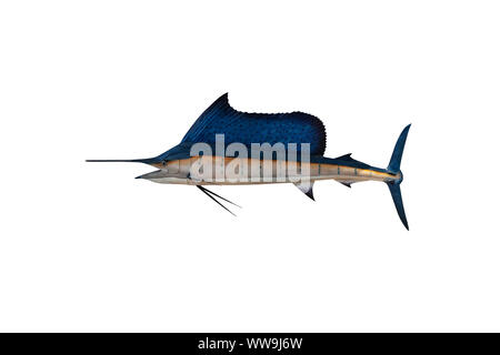 Swordfish - Blue Marlin isolated on white background Stock Photo - Alamy