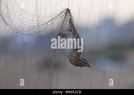 The Catching of Quails Stock Photo - Alamy