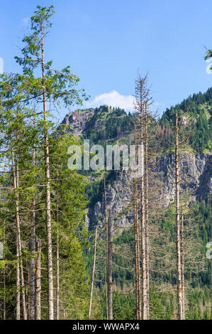 Damage on tree after the European spruce bark beetle (Ips typographus ...
