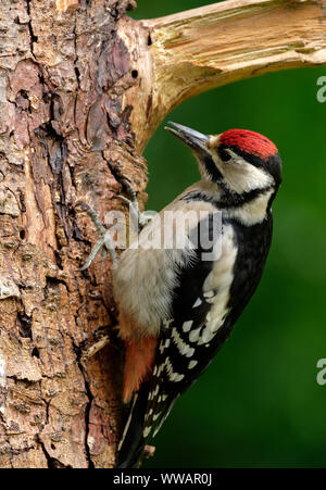 Great spotted woodpecker climbing on tree in autumn Stock Photo - Alamy