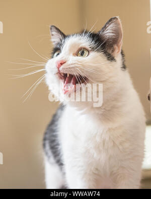 female cat hissing at male cat Stock Photo - Alamy
