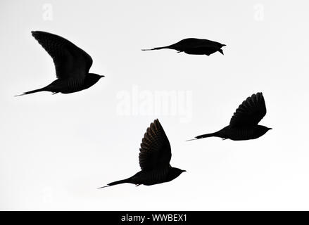 Silhouette of common cuckoo (Cuculus canorus) in flight outlined ...