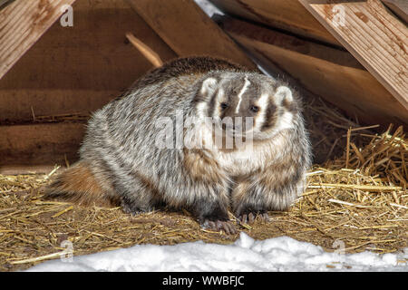 American badger, Taxidea taxus, grassland, North Dakota, USA Stock ...