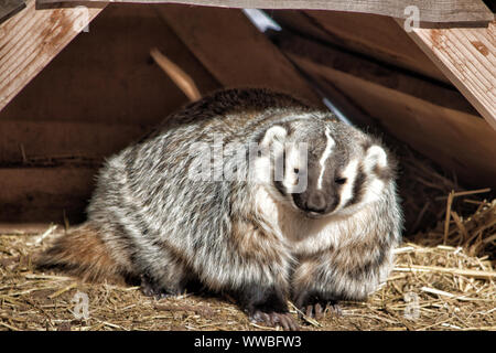 American badger, Taxidea taxus, grassland, North Dakota, USA Stock ...