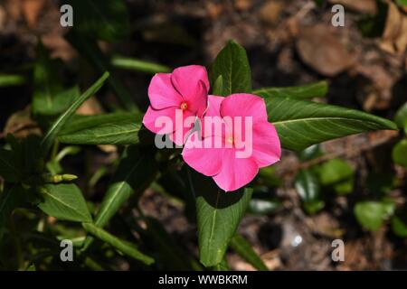 Portrait of rosy periwinkle flowers in the garden Stock Photo - Alamy
