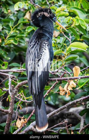 Male anhinga in breeding plumage displays snake like neck and dagger ...
