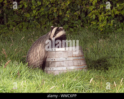 Eurasian Badger climbing on a barrel Stock Photo - Alamy