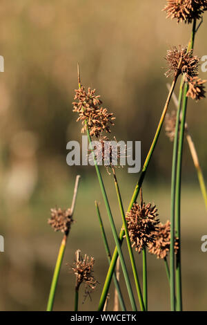 Cape Thatching Reed (Elegia tectorum Stock Photo - Alamy