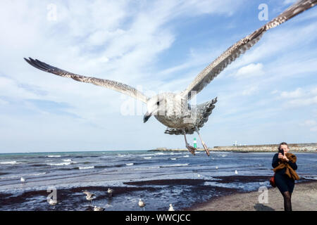 A scenic view of a Herring seagull flying above the water on a sunny ...