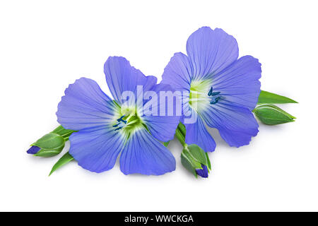 Flax blue flowers closeup isolated on white background Stock Photo - Alamy