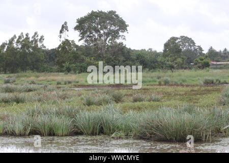 Coastal Swamp in Kilifi District close to the Mida-Creek in Eastern ...