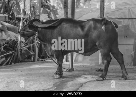Indian bull domesticated by locals for farming and bull fights Stock ...