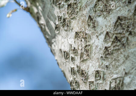 Greyish tree bark of White Poplar / Populus alba, a species favouring ...