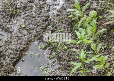 Early young leaves of Water Pepper / Polygonum hydropiper = Persicaria ...