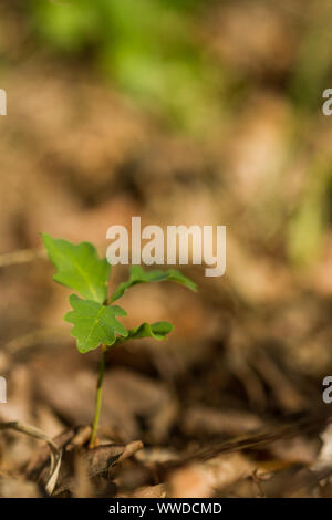 One-year old seedling of sessile oak starting life in a mixed forest in ...