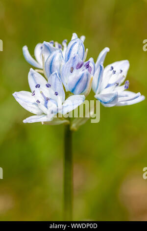 Spring squill - Scilla verna -, Candanchu, Huesca, Spain Stock Photo ...