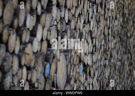 Mining coniferous timber, timber in the Steigerwald Stock Photo - Alamy