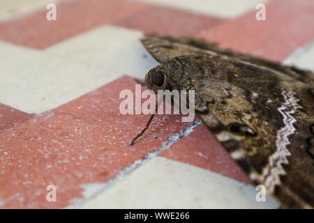 Black Witch Moth in Mexico Stock Photo - Alamy